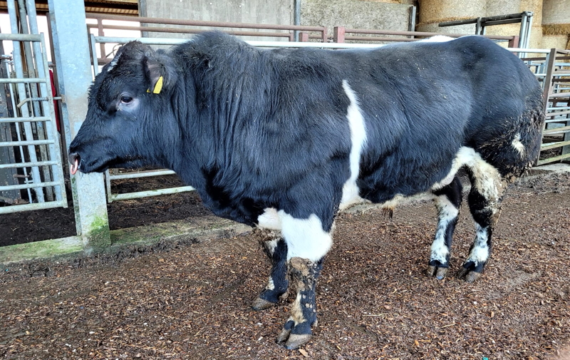 Private Livestock Sales - Dumfries Auction Mart Scotland