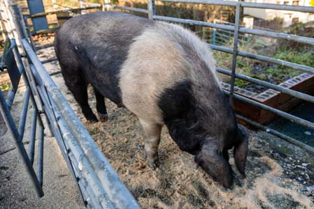 Dumfries Pig Sale Report