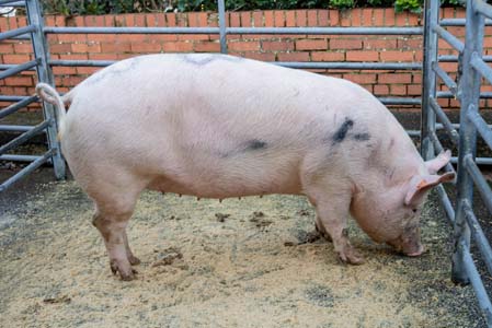 Dumfries Pig Sale Report