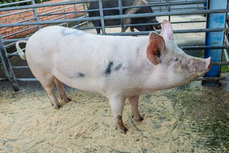 Dumfries Pig Sale Report