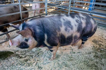 Dumfries Pig Sale Report