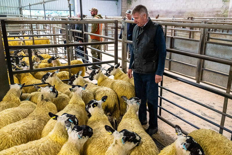 Dumfries Store & Breeding Sheep Report