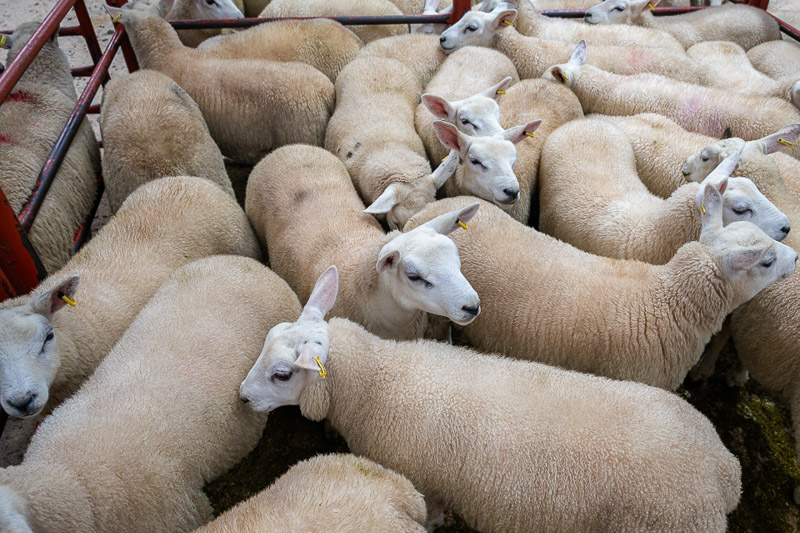 Longtown Mart Store & Breeding Sheep Sale Report - 20th August 2024