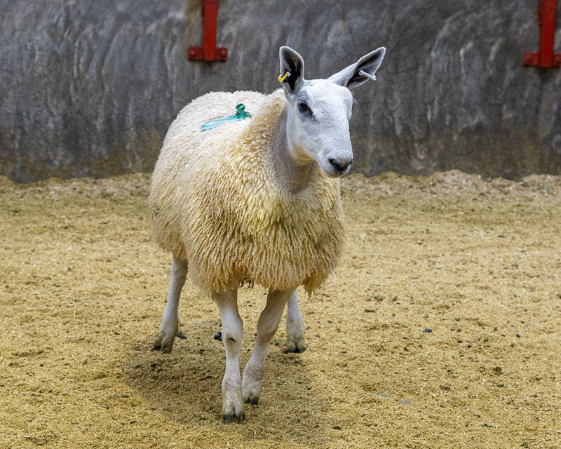Prize Show and Sale of 10,005 Cheviot Mule Gimmers and Ewe Lambs on ...