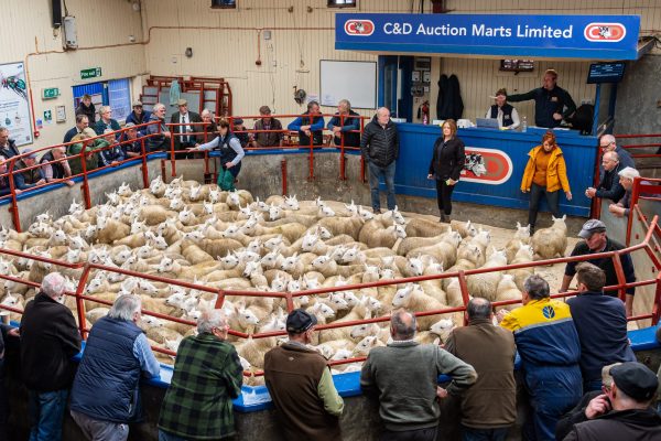 Dumfries Mart | C and D Auction Mart